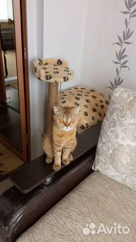 Кошка девочка