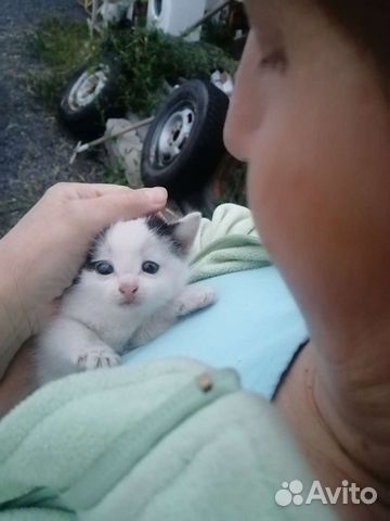 Брошенный котенок ищет дом