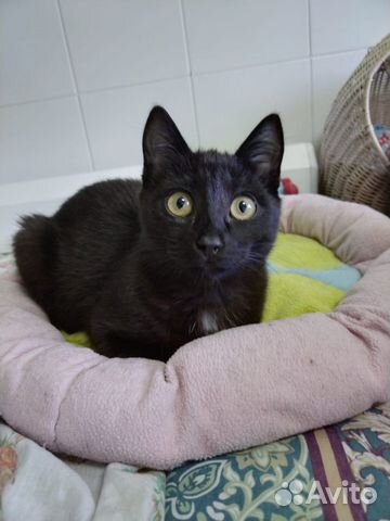 Котик Бориска