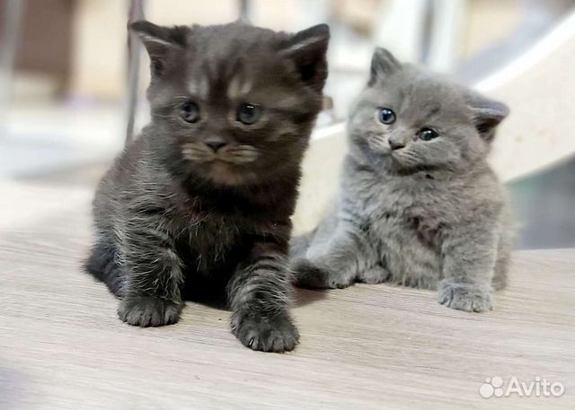 Шотландские котята