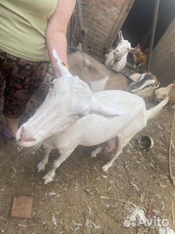 Коза дойная