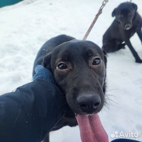 Два братика Джэк и Блэк почти лабрадор