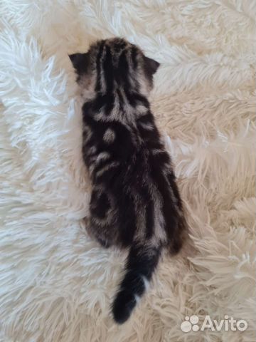 Шотландские вислоухие котята