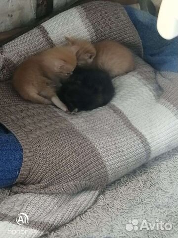 Домашние животные бесплатно кошки