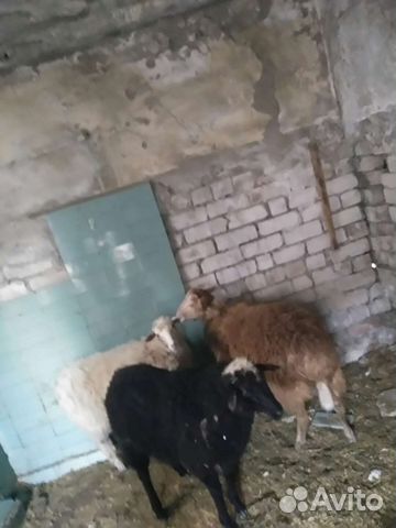 Овцы бараны