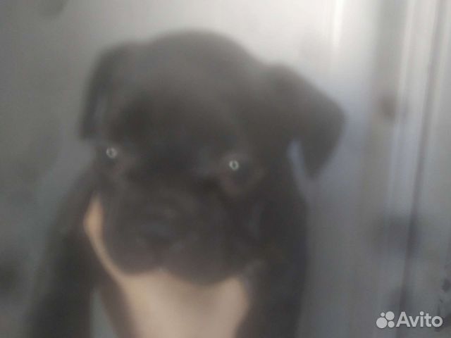 Собаки щенки французский бульдог