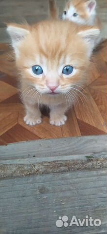 Рыжики в дом