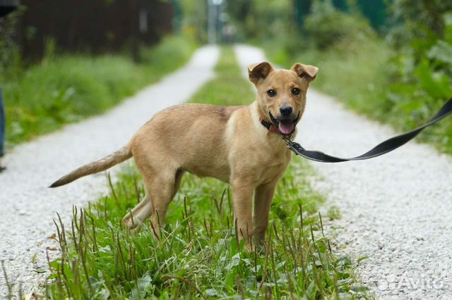 Щенок в добрые руки
