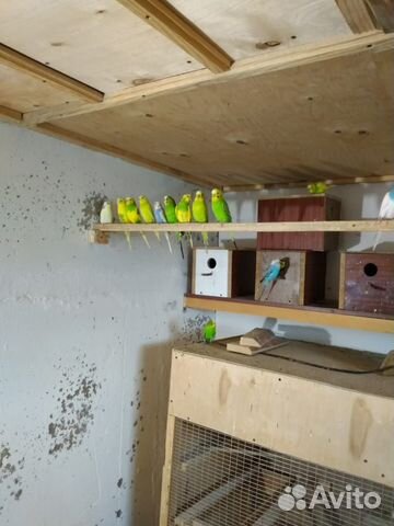 Волнистый попугай