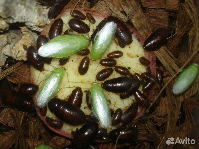 Тропические тараканы