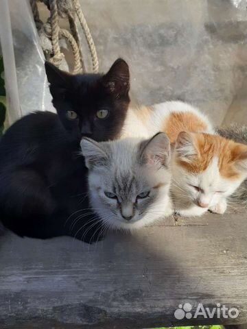 Котята