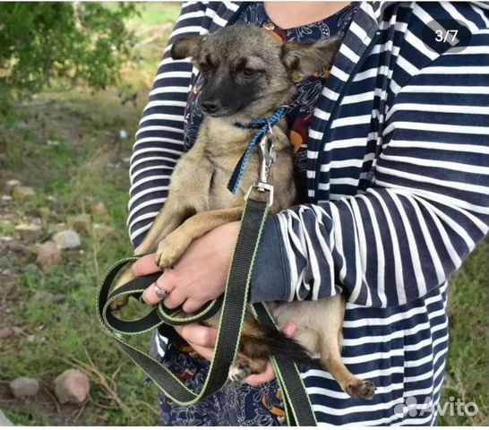 Собака девочка, Куколка ищет дом