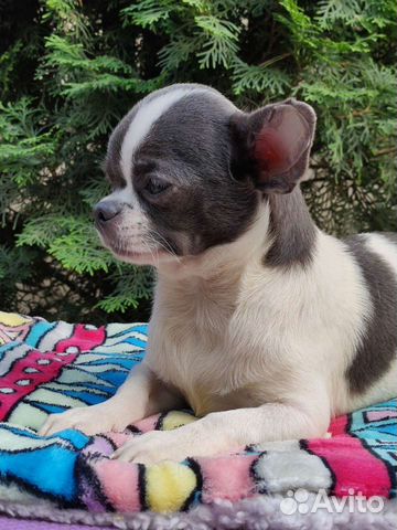 Бело-голубой Маркус