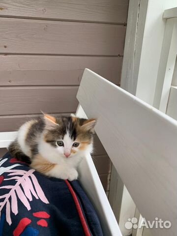 Котенок девочка цветной пушистый