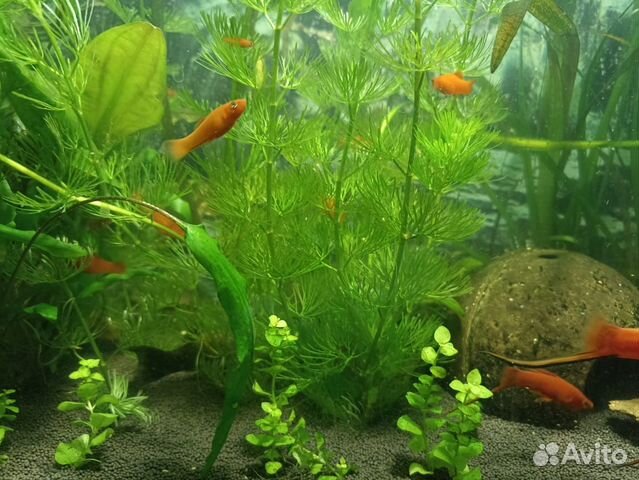 Красные меченосцы