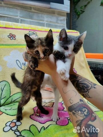 Котята в добрые руки