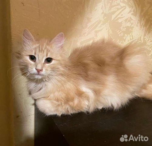 Пушистый, рыжий котенок ищет дом