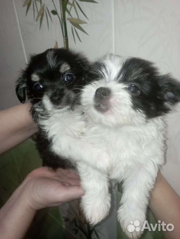 Щенки бивер йорка