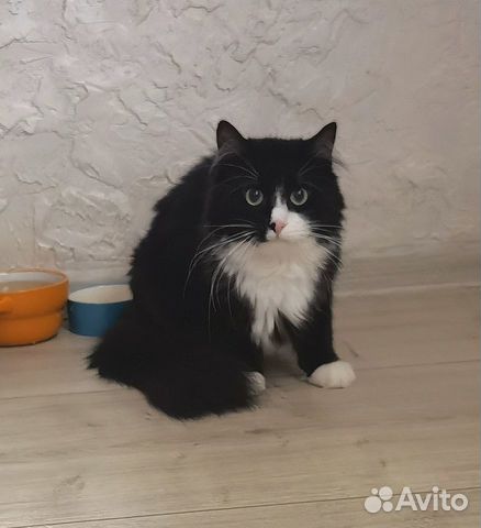 В добрые руки