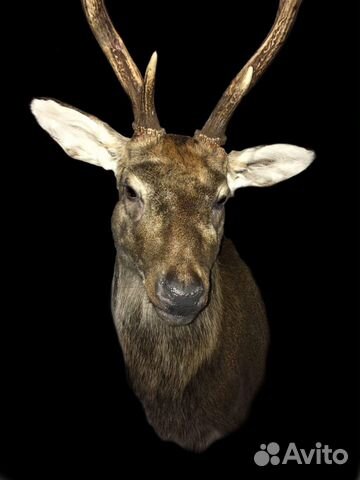 Изделия из шкур