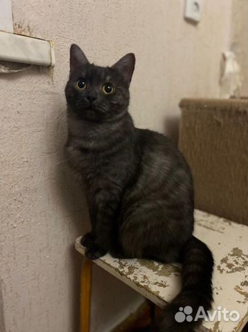 Британская кошка бесплатно