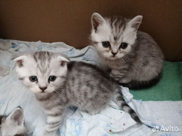 Котята Шотландские вислоухие