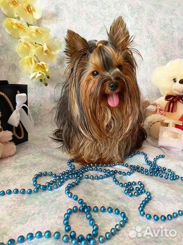 Эксклюзивные щенки Мини Йорка