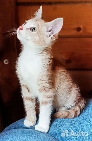 Котенок-пнрсик