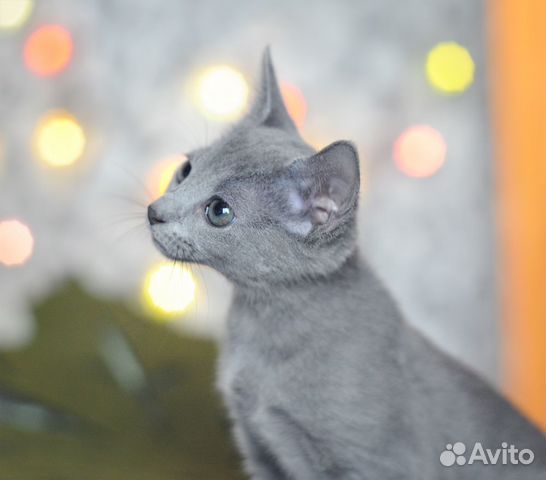 Котёнок русская голубая, девочка