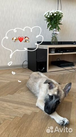 Собака Стич