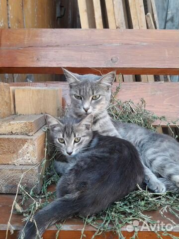 Котенок мальчик бесплатно