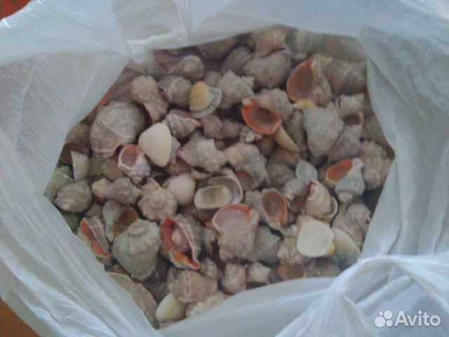 Морские ракушки раковины