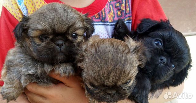 Продаются щенки пекинеса,4000