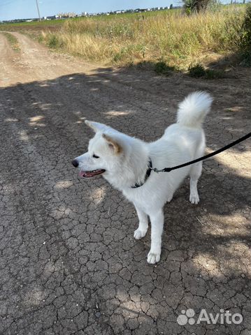 Акита-ину (кабель) для вязки