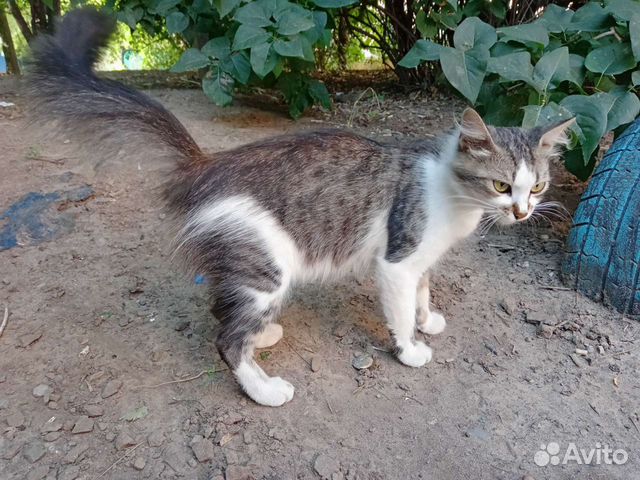 Кошка Аля ищет дом