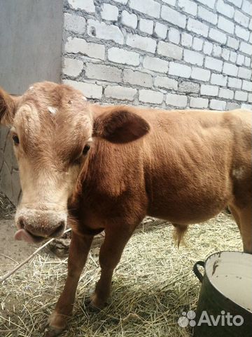 Телёнок бычок