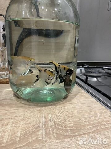 Аквариумные рыбки