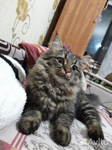 Котик
