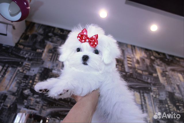 Куколка мини девочка мальтезе 3,5 мес