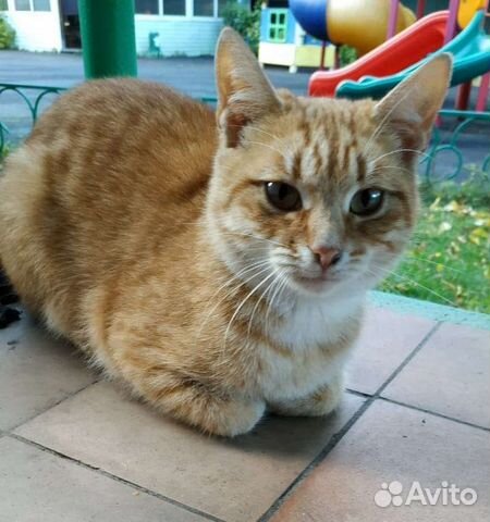 Кошка Рыжуля в добрые руки