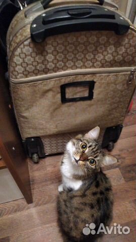 В добрые руки кошечка Саманта