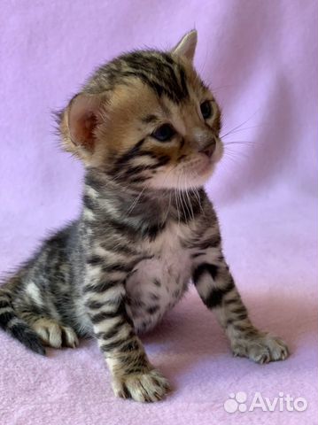 Бенгальская