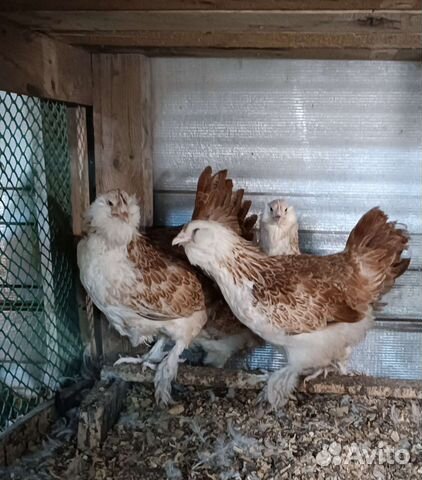 Курочки молодки Фавероль
