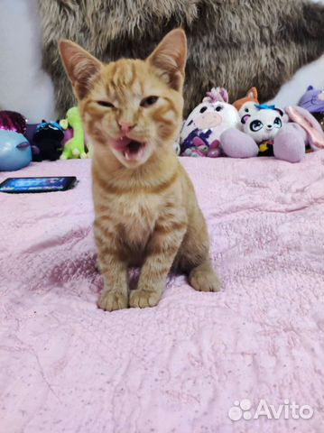 Котёнок в добрые руки