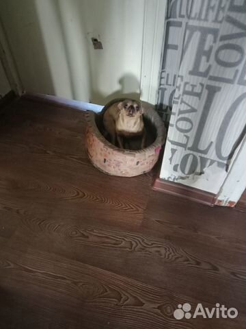 Продам собаку 2 года, русский той-терьр