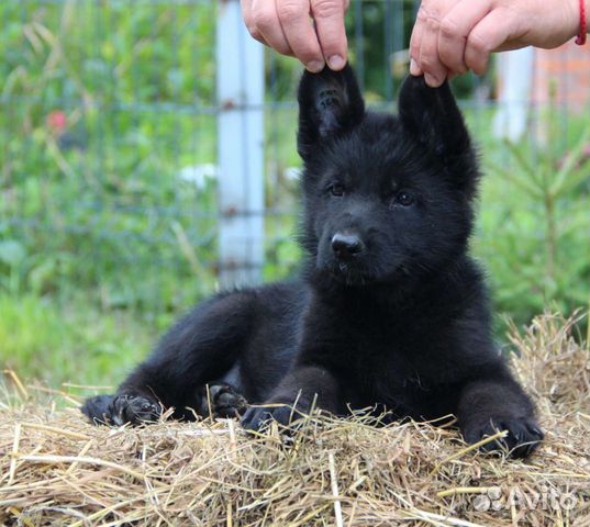 Немецкая овчарка