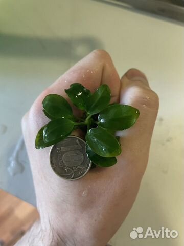 Анубис нано петтит