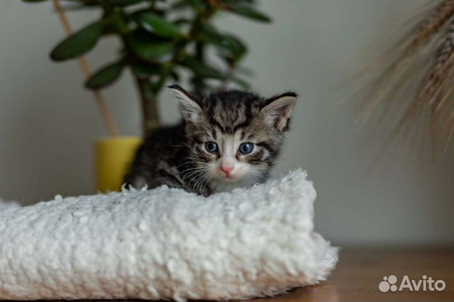 Котенок 1,5мес мальчик