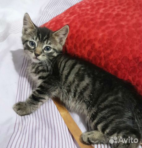 Очаровательный полосатик котенок 5 недель