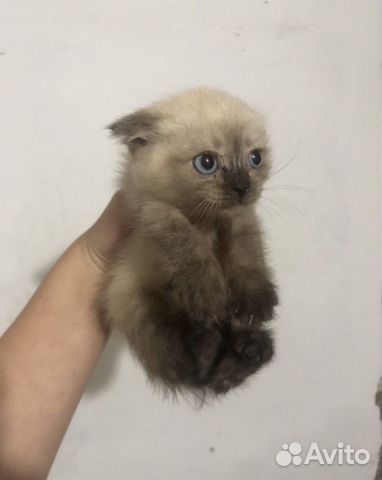 Котенок британец